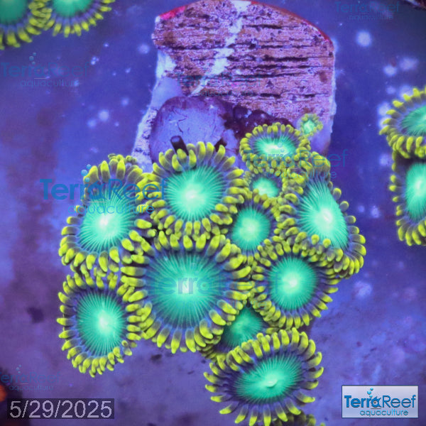 Radioactive Dragon Eyes Zoanthids WYSIWYG Frag 29 – TerraReef