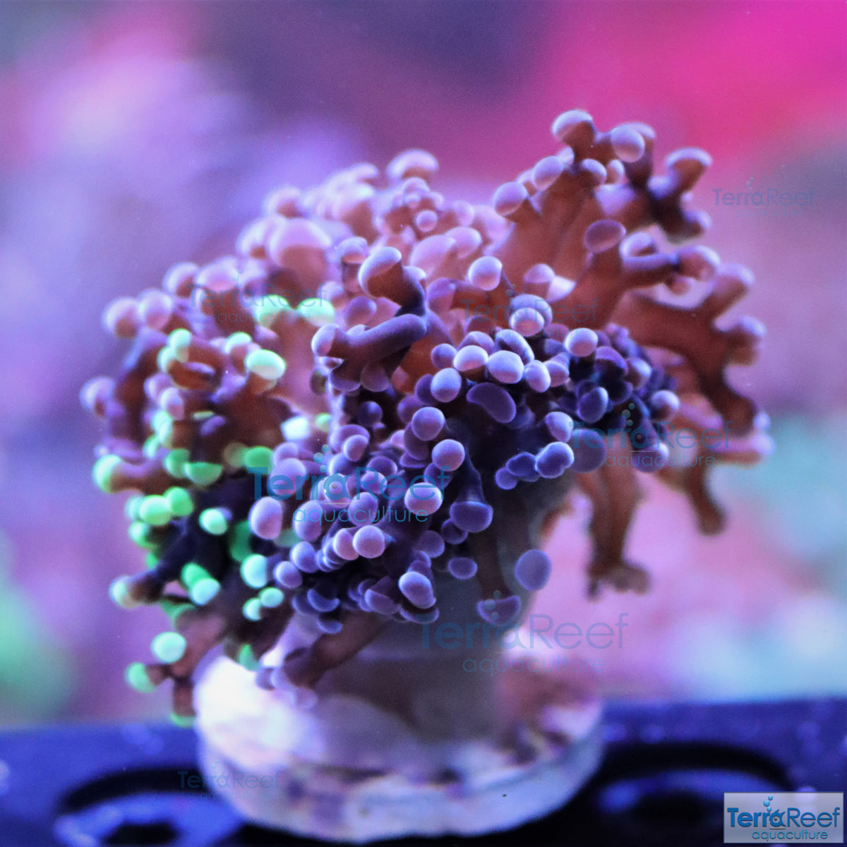 TerraReef MF Sweet Rainbow Bicolor Frogspawn Coral Stock
