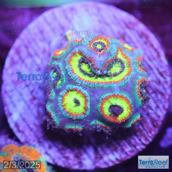 Holy Grail Micromussa Coral Micro F2M WYSIWYG Frag 9 – TerraReef