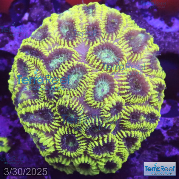 Green Brain Favia Favites Coral Frag WYSIWYG Frag 41Right – TerraReef