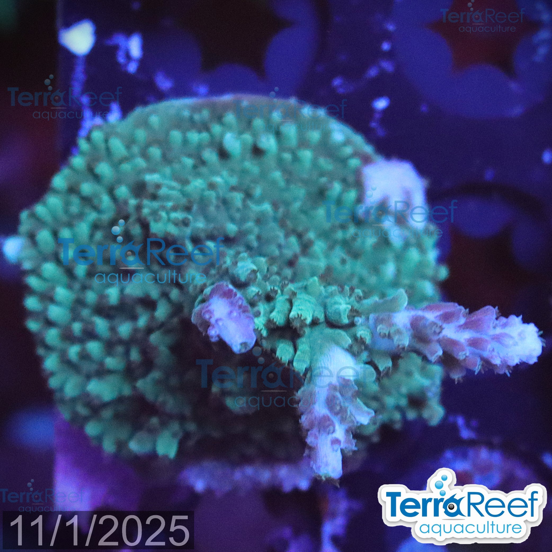 Blue tip Acropora WYSIWYG Frag 19 – TerraReef