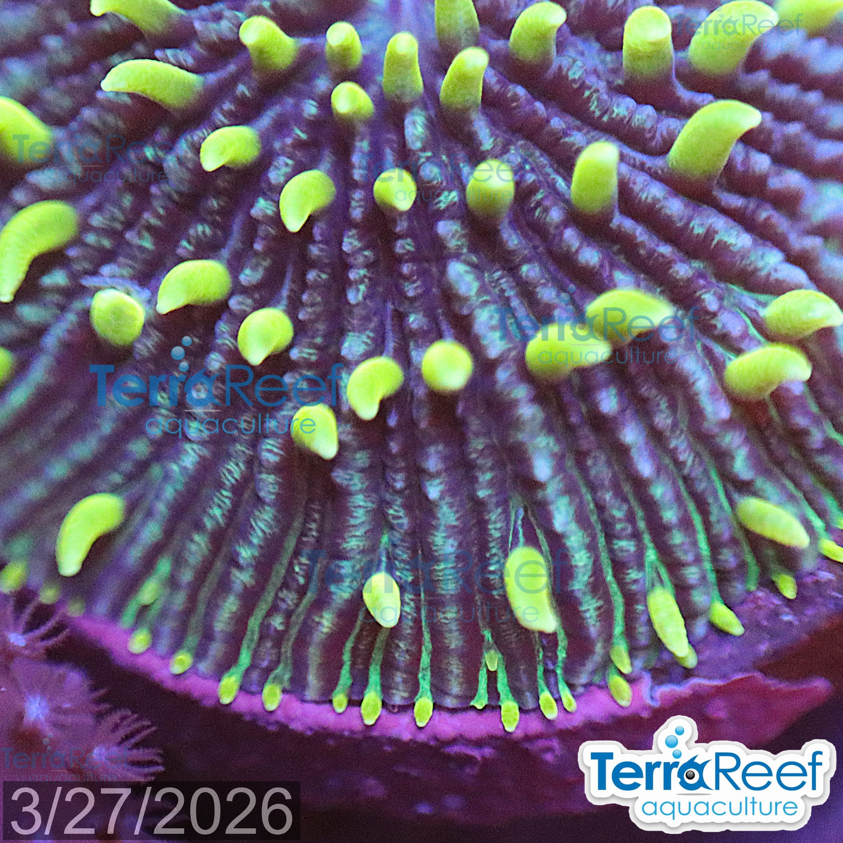 WYSIWYG Project X Fungia Plate | Live Quarantined Coral – TerraReef
