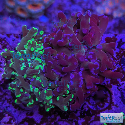 WYSIWYG – TerraReef