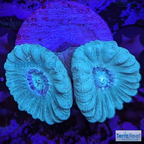 WYSIWYG – TerraReef