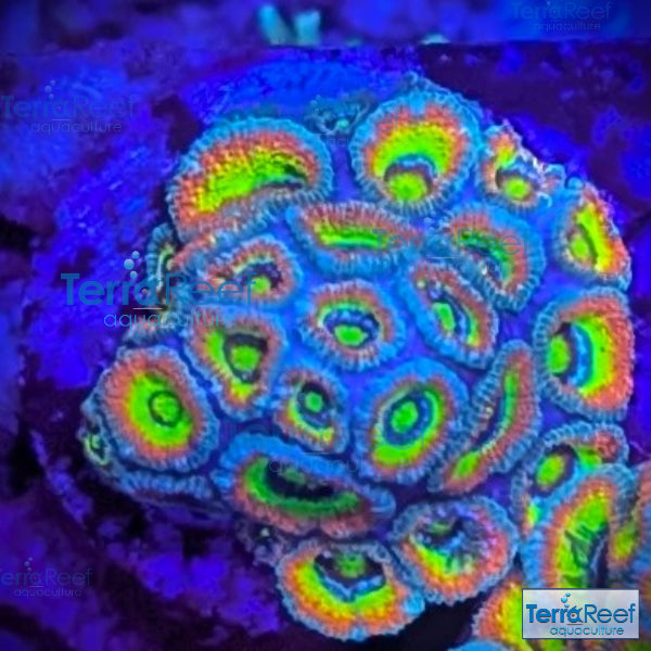 Holy Grail Micromussa Coral Micro F2M WYSIWYG Frag 6Left – TerraReef