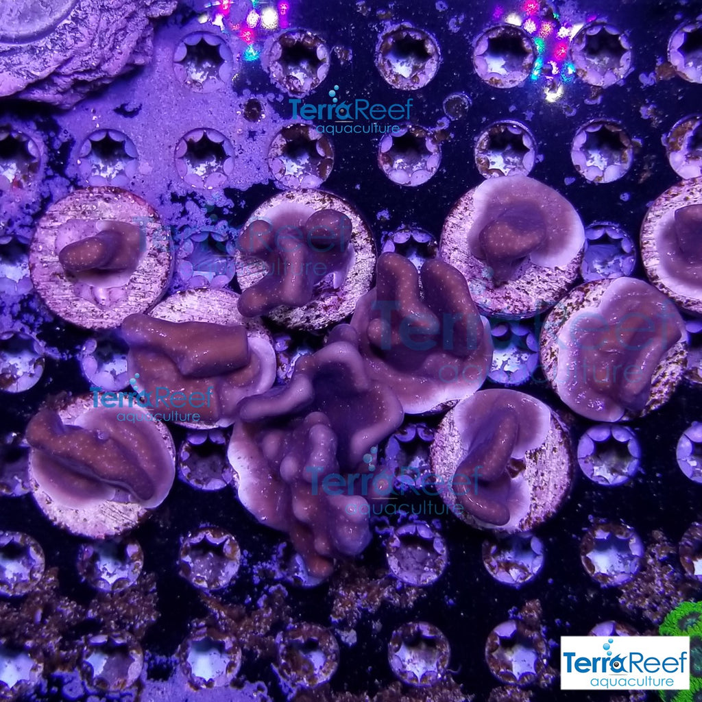 Blue ridge coral – TerraReef