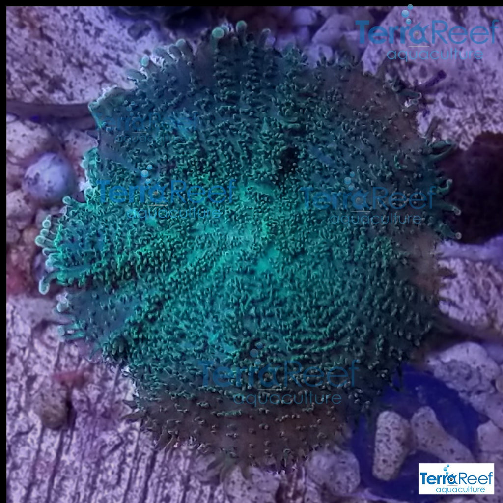 Green Rhodactis Mushroom – TerraReef