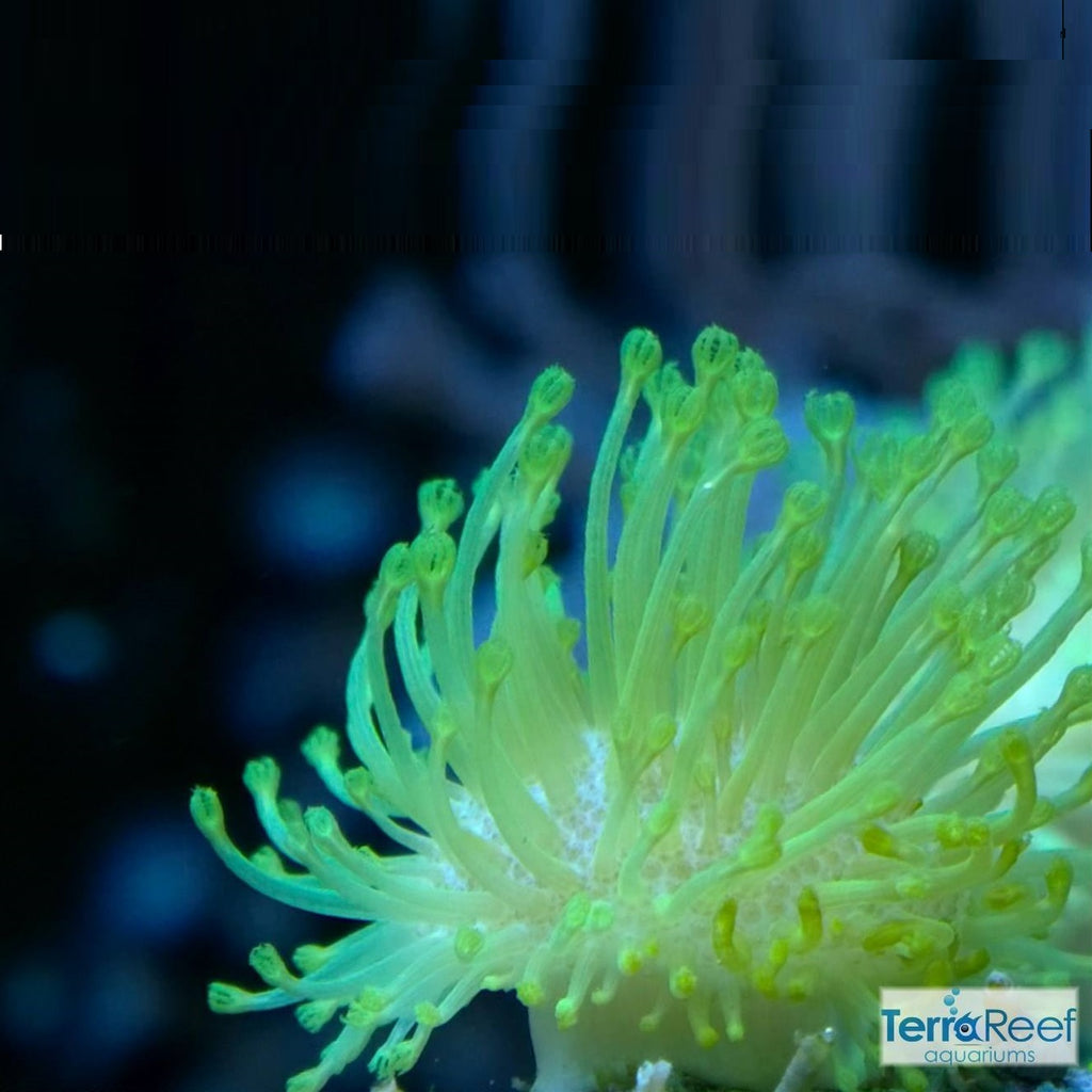 Green Toadstool Leather Coral