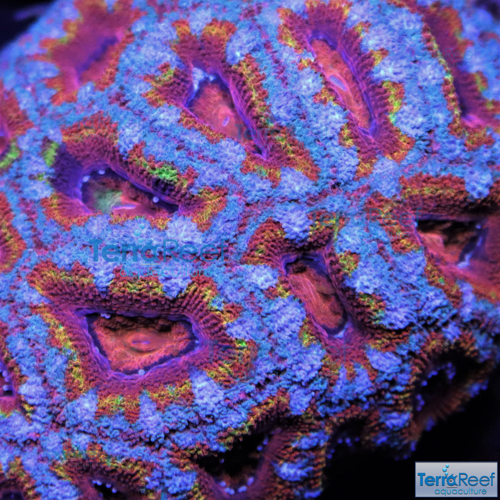 Rainbow Red Micromussa lordhowensis "Acan lord" Coral Frag Stock ...