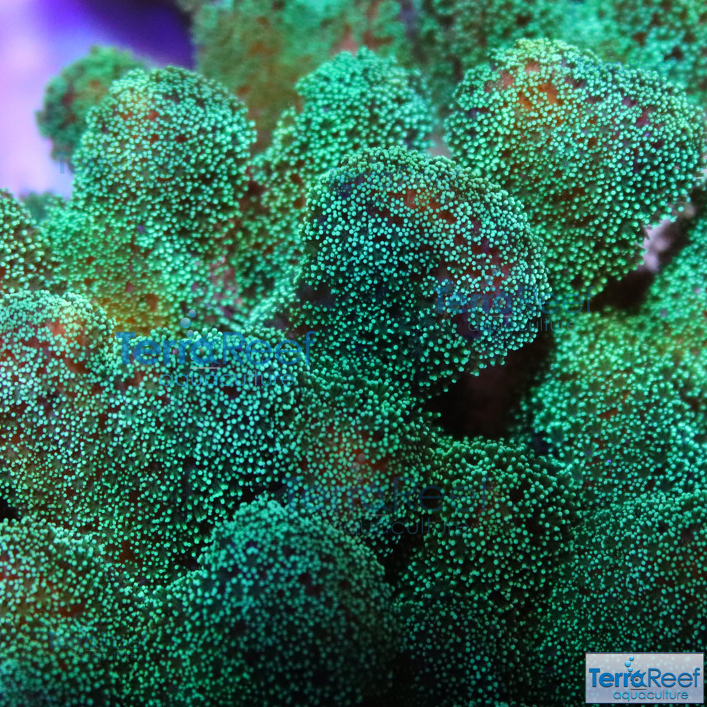 Green Stylophora "Stylo" Frag Stock – TerraReef