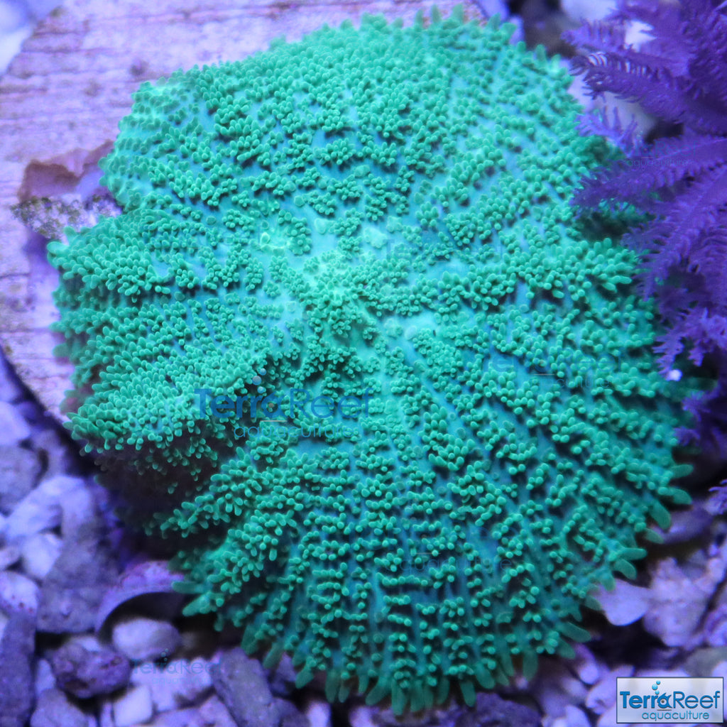 Green Rhodactis Mushroom – TerraReef