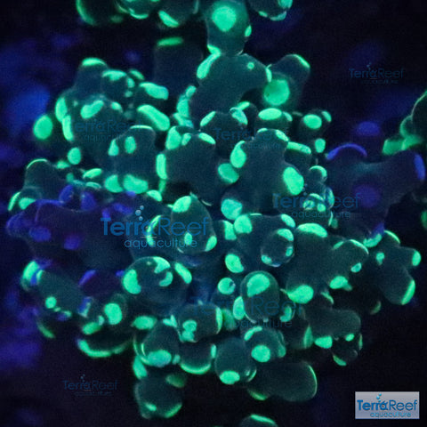 WYSIWYG – TerraReef