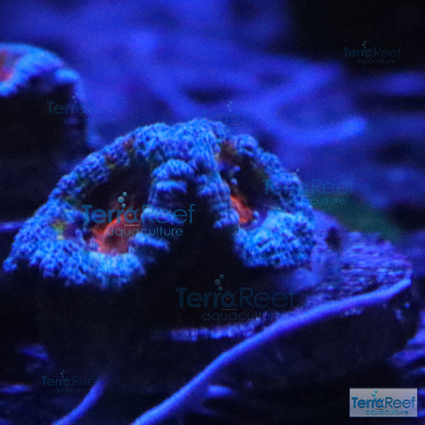 WYSIWYG – TerraReef