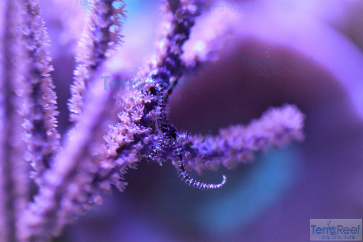 Mini Brittle SeaStar Star Fish "Baby Starfish" – TerraReef