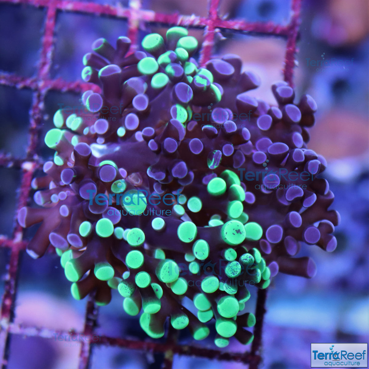 TerraReef MF Sweet Rainbow Bicolor Frogspawn Coral Stock