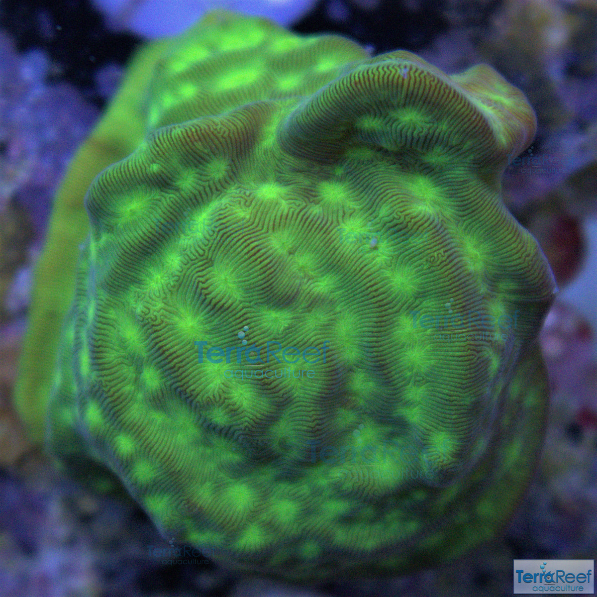 Green Leptoseris Frag Stock – TerraReef