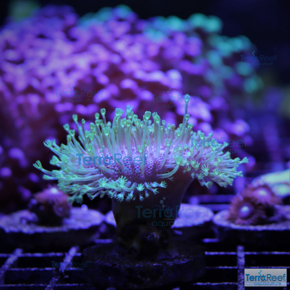 Tyree Green Sarcophyton Toadstool Leather Stock – TerraReef