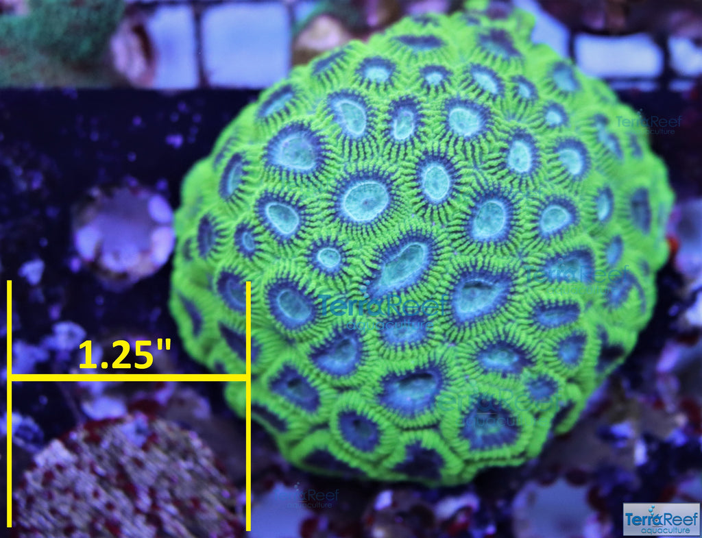 Green Brain Coral Frag Favia Favites Stock – TerraReef