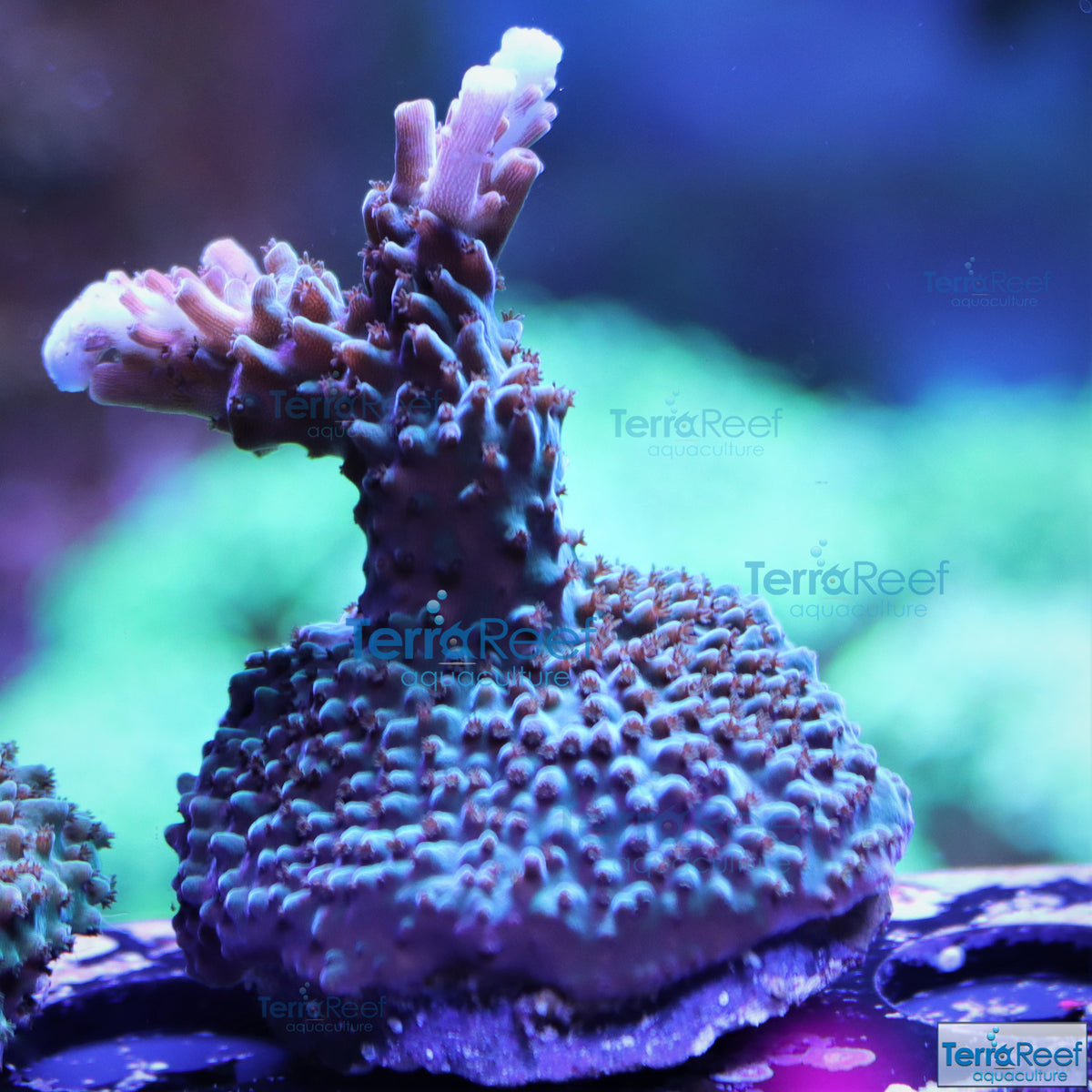 Blue tip Acropora Stock – TerraReef