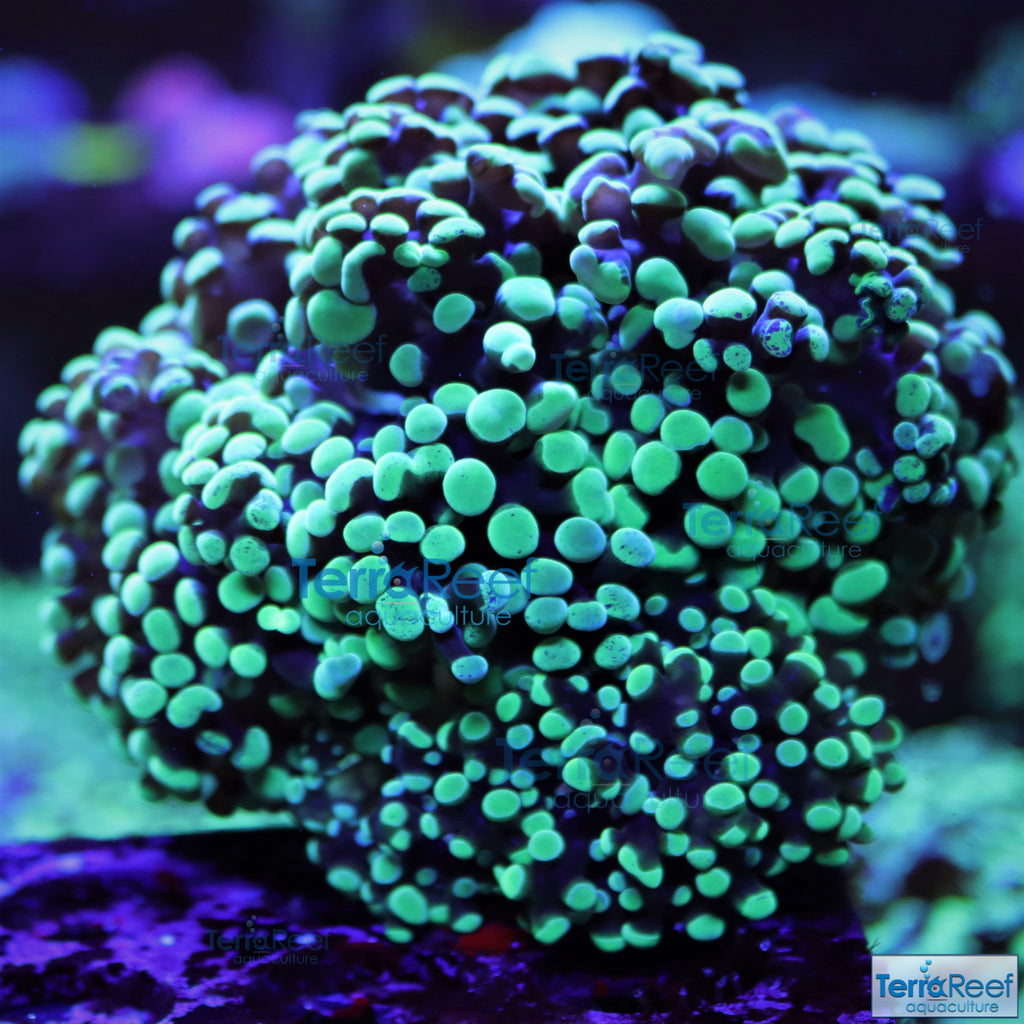 Green frogspawn Coral Frag Stock – TerraReef