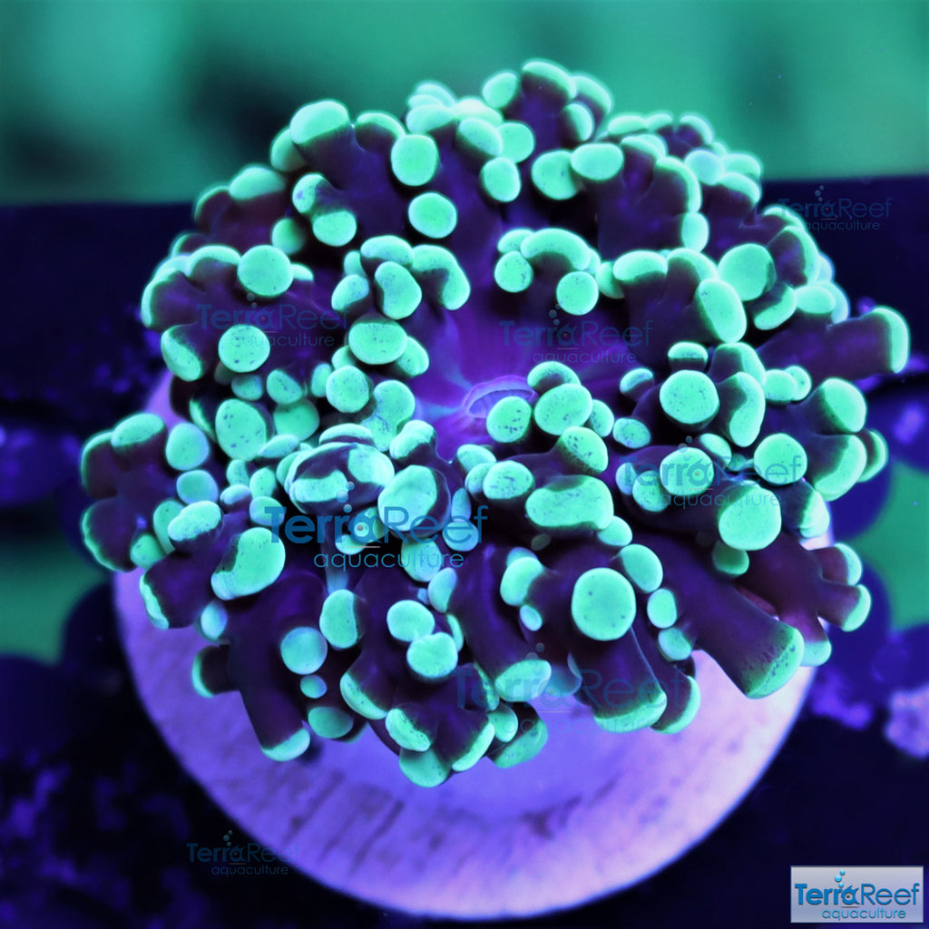 Green frogspawn Coral Frag Stock – TerraReef