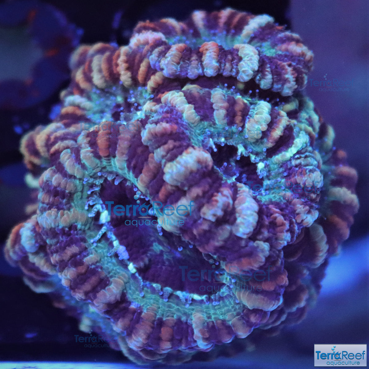 Teal Micromussa lordhowensis Premium "Acan lord" Coral Frag Stock ...
