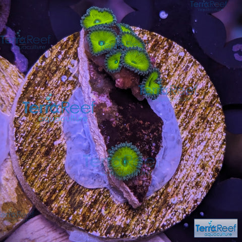 WYSIWYG – TerraReef