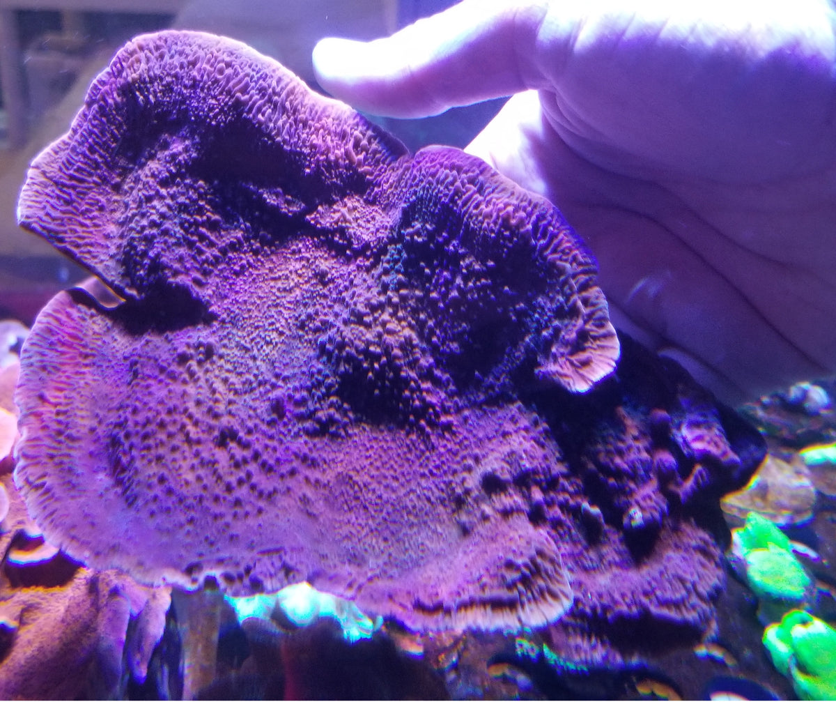 ORA Purple Montipora capricornis Frag Stock – TerraReef